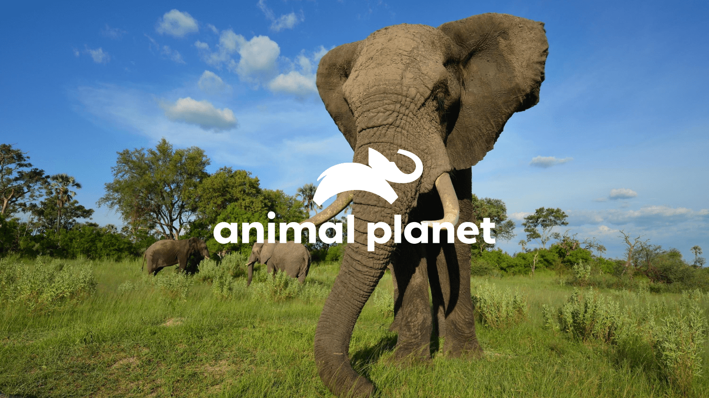 Animal Planet - watch online channel Animal Planets live